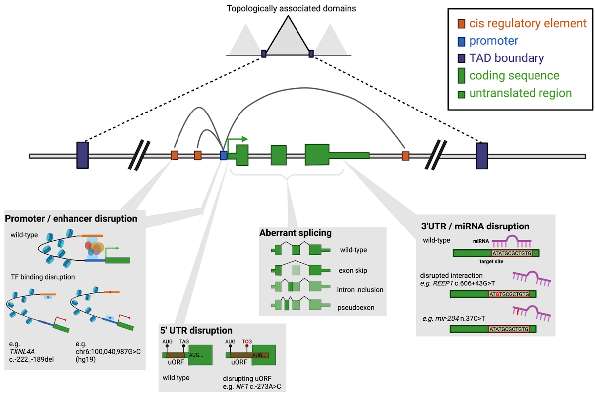 Clinical Variant Interpretation for Noncoding Regions of the Genome - KidsGenomics